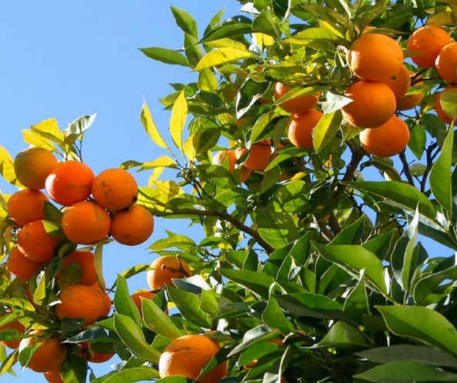 La vendita delle arance in Puglia è in aumento con un +4% - Pugliapress New