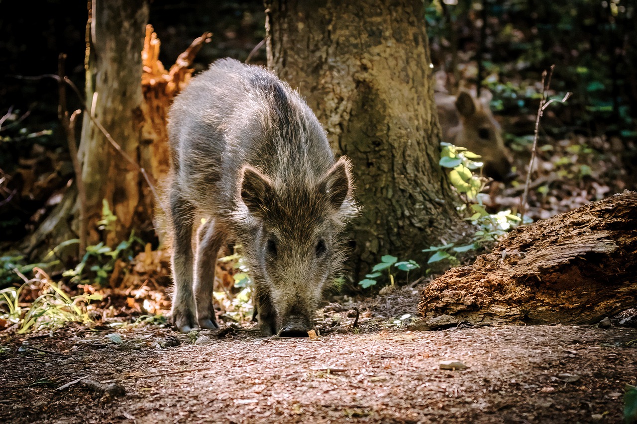 Cinghiale avvistato in città, in spiaggia e alle Saline di Margherita ...
