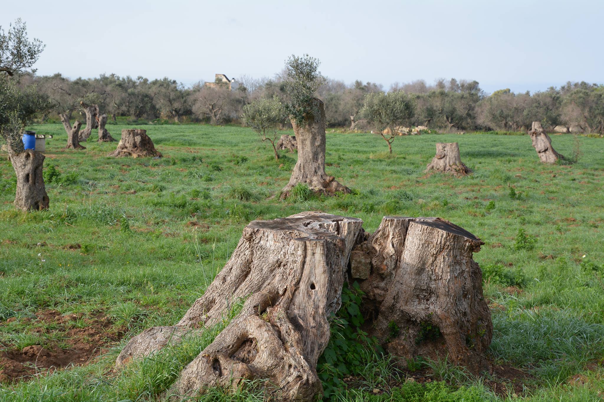 Xylella in Puglia: Coldiretti chiede un secondo piano di rigenerazione ...
