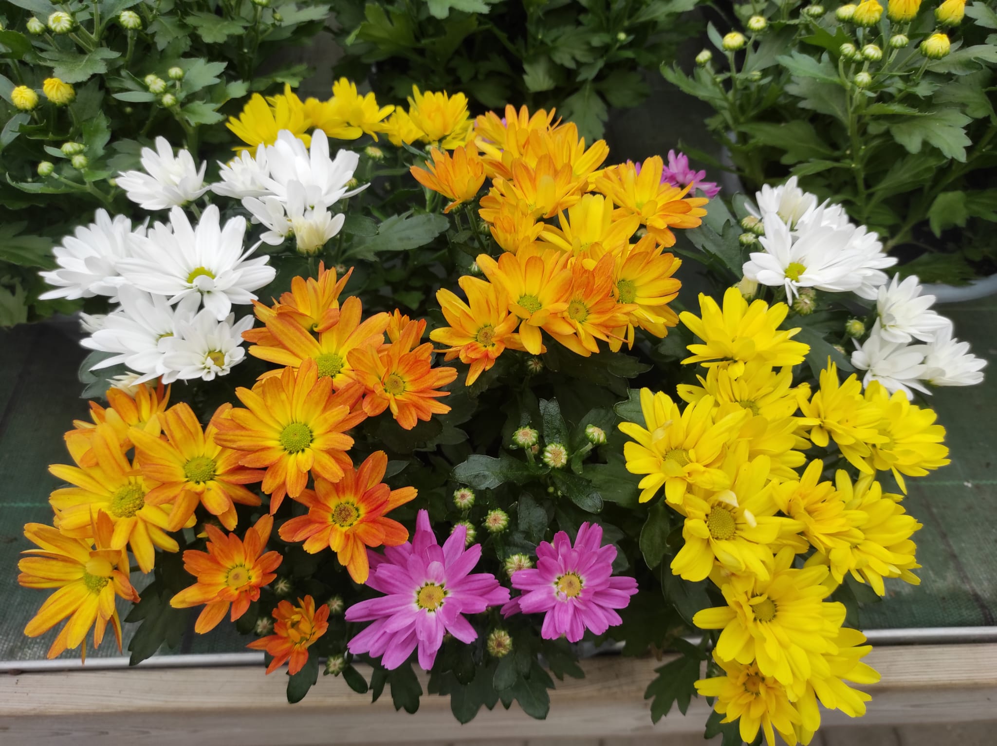 La triste bellezza del Crisantemo, simbolo della festività del 2 ...