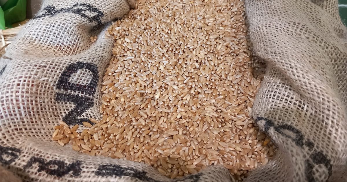 Grano duro, CIA Puglia chiede prezzi più giusti per gli agricoltori ...